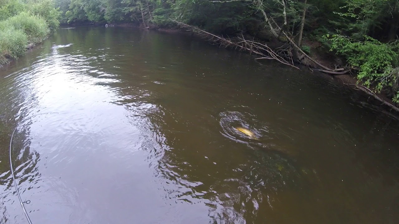 Fighting a 24 inch Brown Trout - YouTube