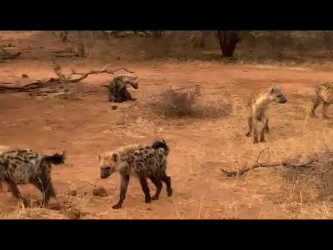 HYENA ENCOUNTER!!!!!!(MUST WATCH) - YouTube