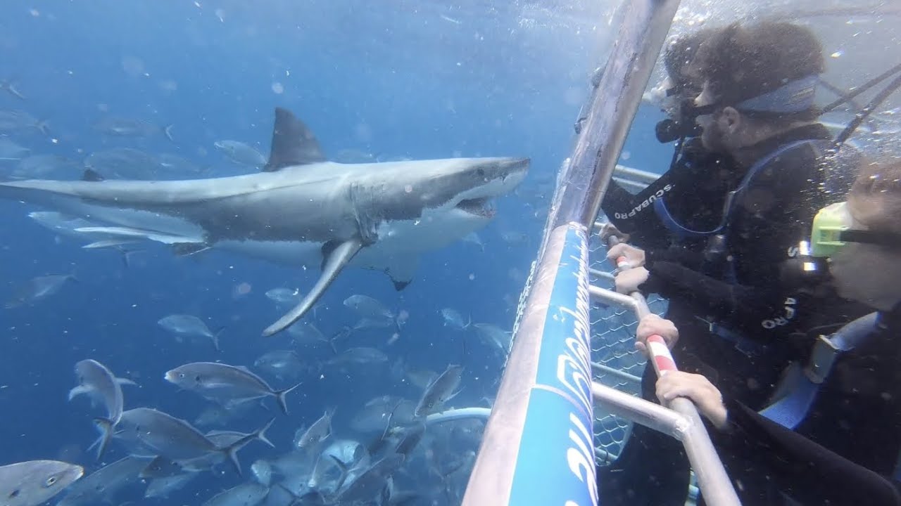 Shark Cage Diving 15th February 2020 - video 4 - YouTube