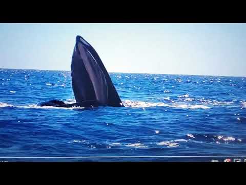 Shark week commercial crossover - YouTube