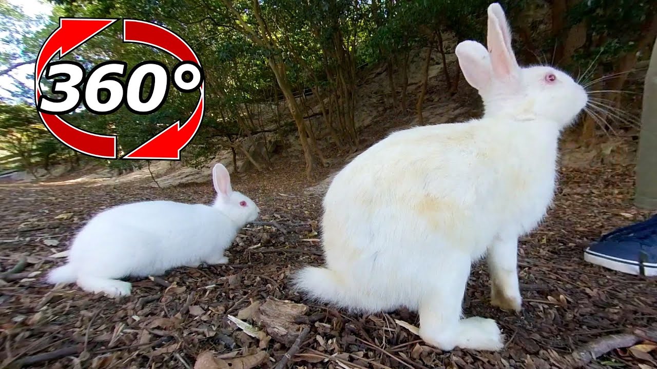 VR 360° | There was a white rabbit parent and child! However…? - YouTube