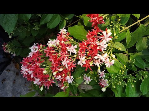 Rangoon Creeper Single vs Double vs Hybrid - YouTube
