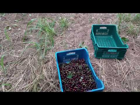 Izmır kiraz bahçeleri #kiraz #mevsimi #super