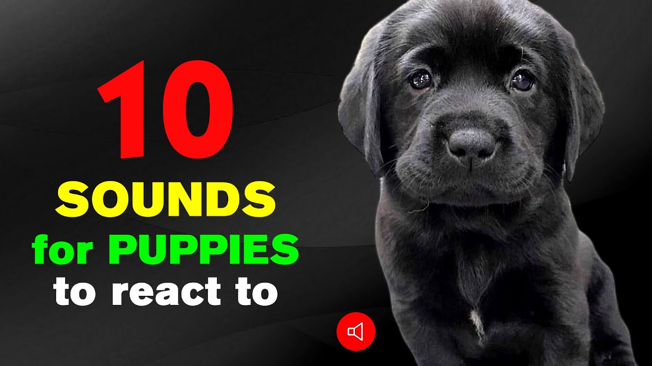 10 Sounds for PUPPIES 🐶 to REACT To - YouTube