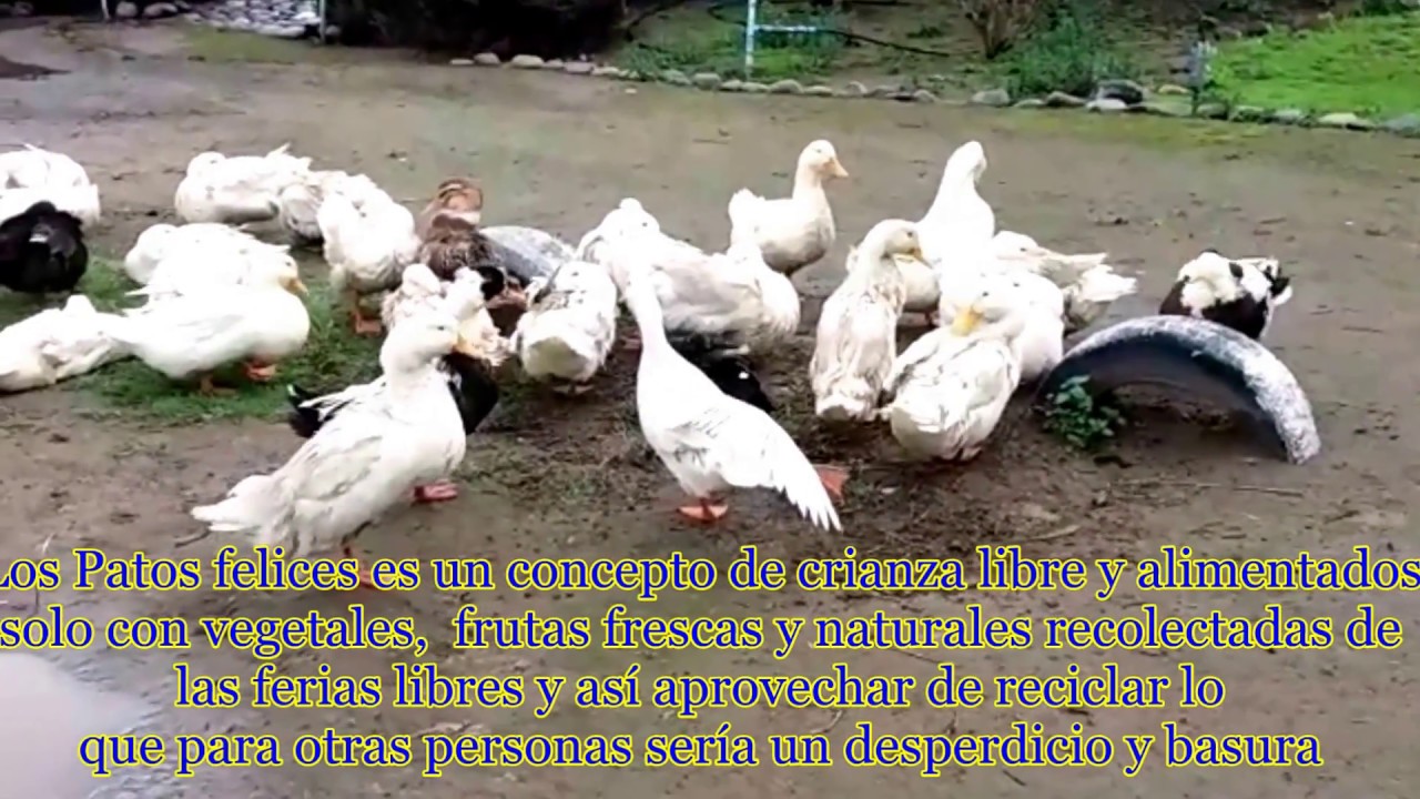 CRIANZA DE PATOS FELICES - YouTube
