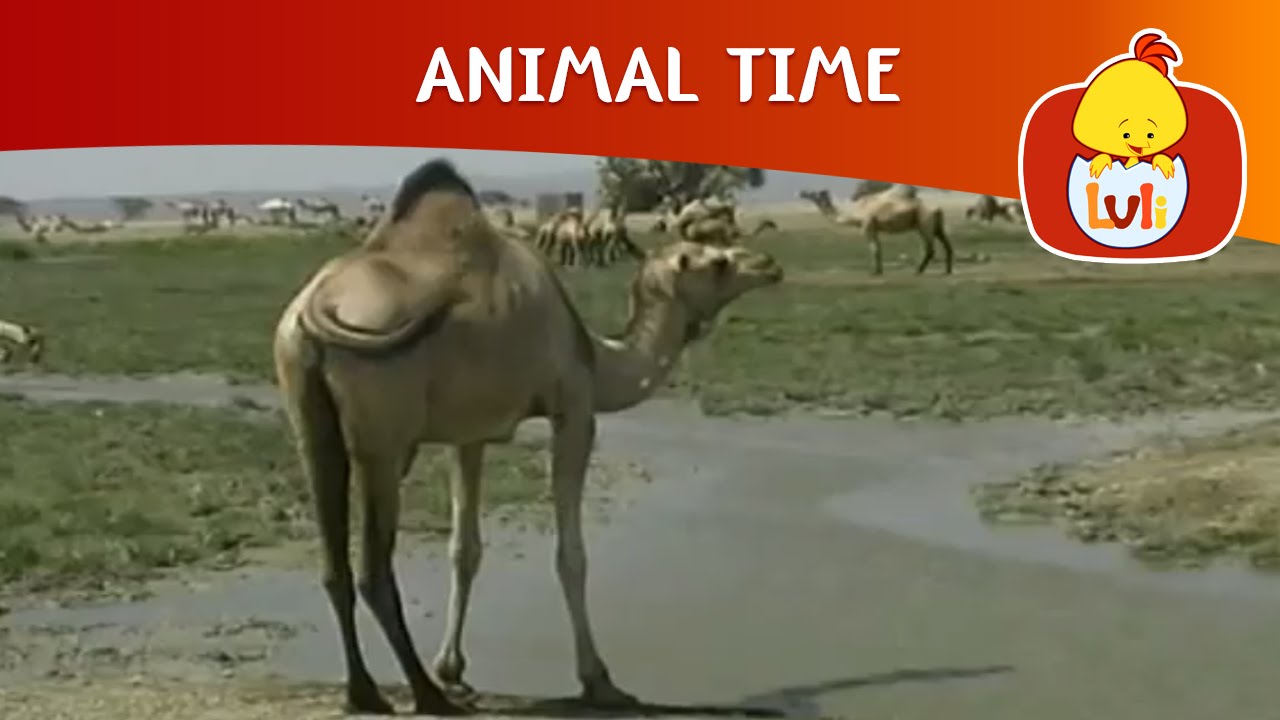 Animal Time | Cartoon for Children - Luli TV - YouTube