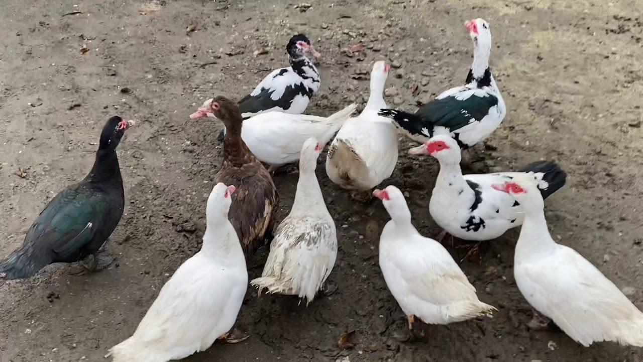 Matca de rate mute 9+2🦆 - YouTube