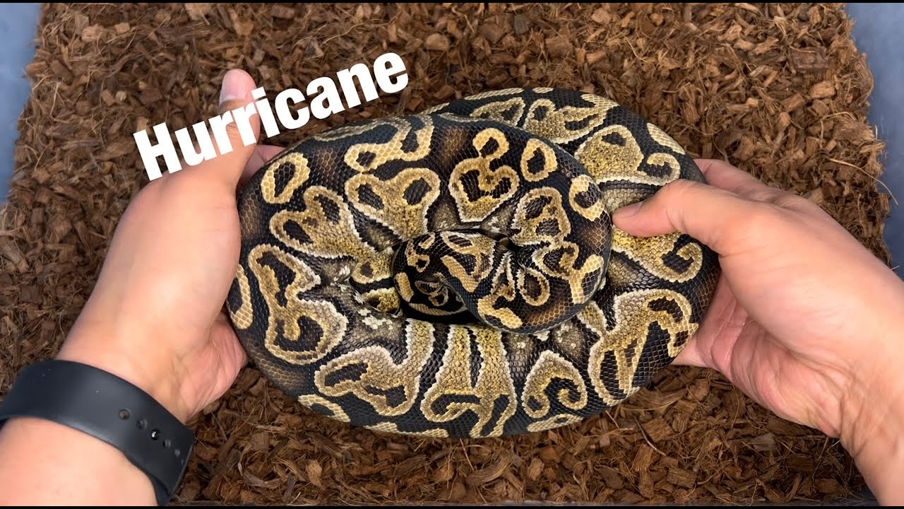 Phenotypical Tuesday: the Hurricane Ball Python - YouTube