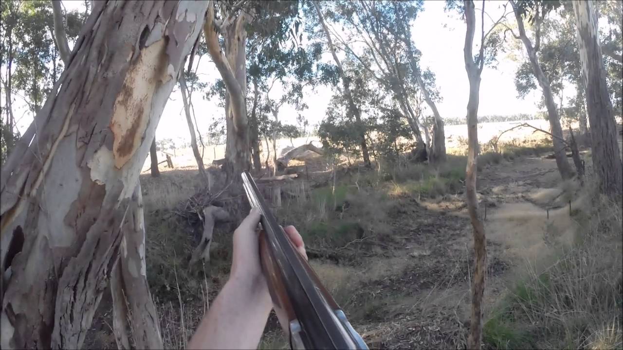 Fox Shooting w/ Shotgun - YouTube