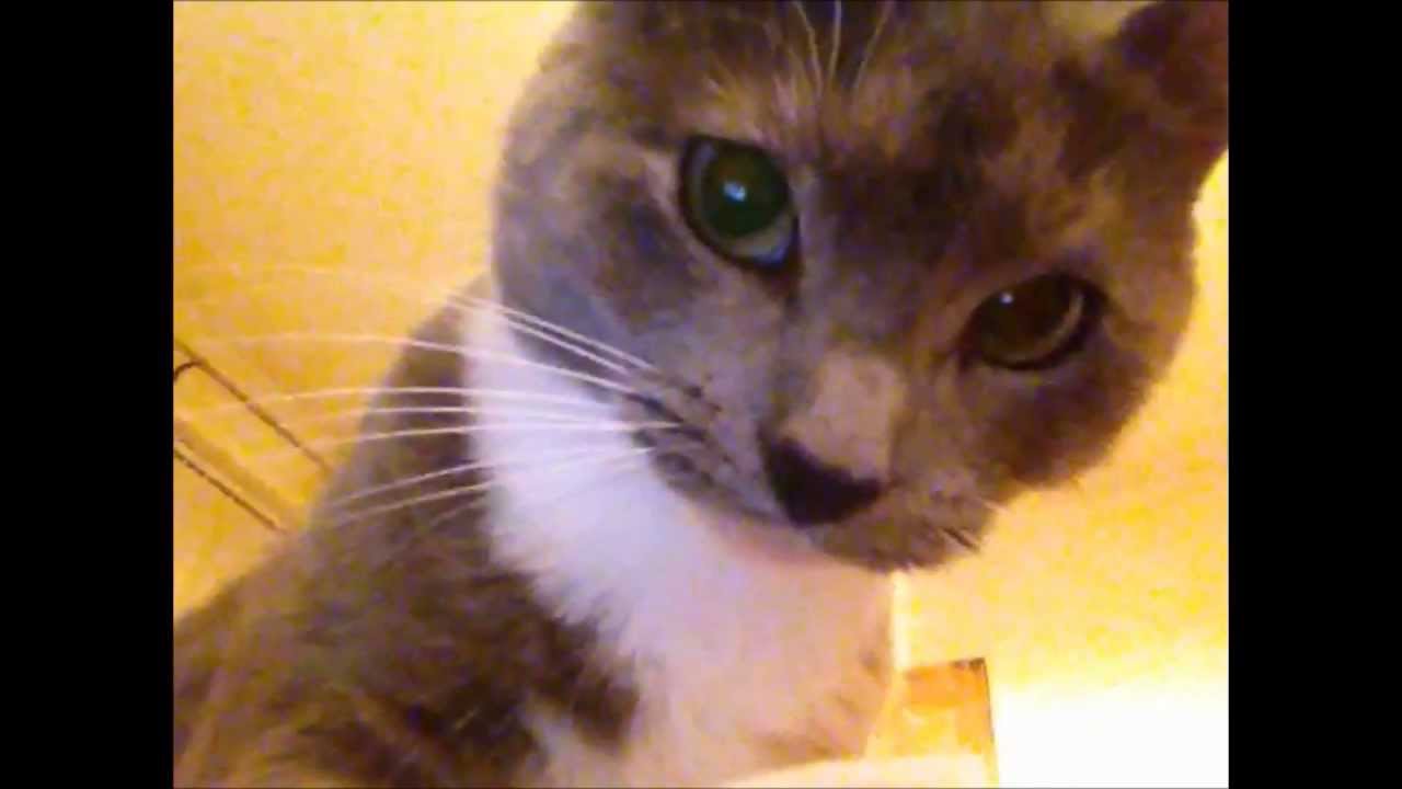 Meet Kimicat - Everything We Love about Our Cat Kimi - YouTube