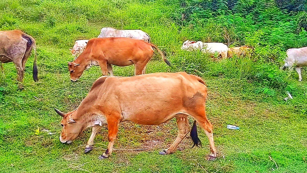 Kawanan Lembu Sapi Pulang Ke Kandang, Menggiring Sapi Jinak Di Sore ...