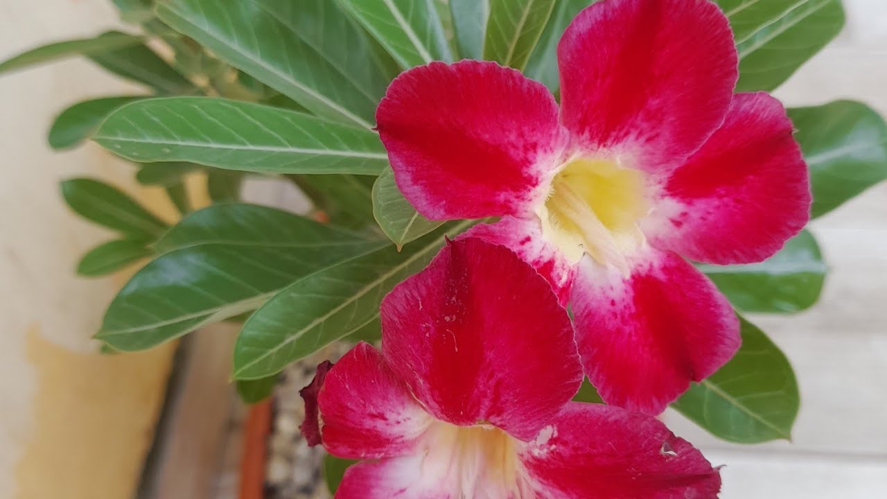 Plantas e flores 🌹🪻🥰 - YouTube