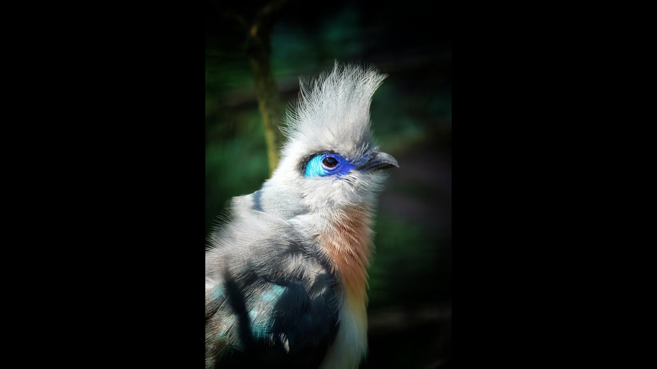 Learn Interesting Facts about The Cuckoo that Nobody Knows - YouTube