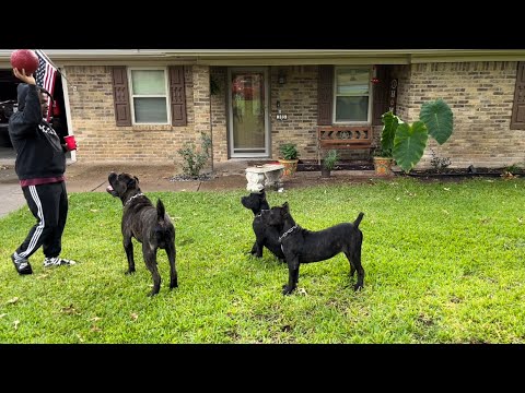 Mini Vlog With Our Cane Corso’s After The Rain