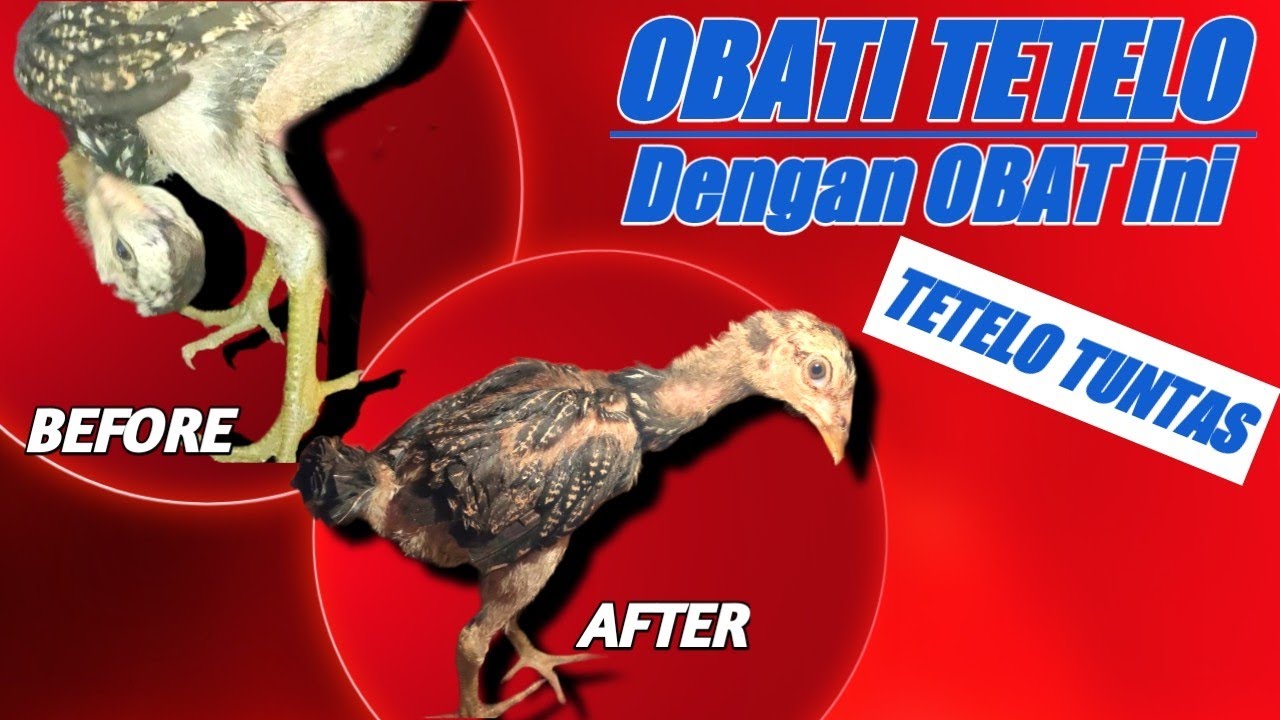 cara mengobati penyakit tetelo pada ayam dan ampuh mengatasi tetelo ...
