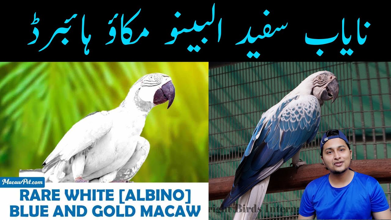 Scarlet Macaw – Blue Winged Scarlet | Macaw Mutations | Birds Society ...