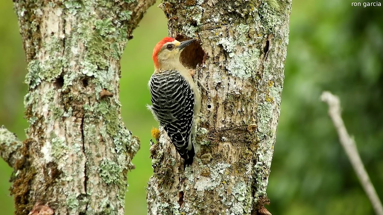 wood pecker - YouTube