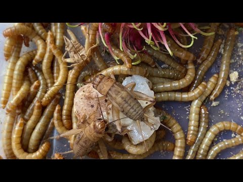 Ulat cacing vs jangkrik - worms vs crickets - YouTube