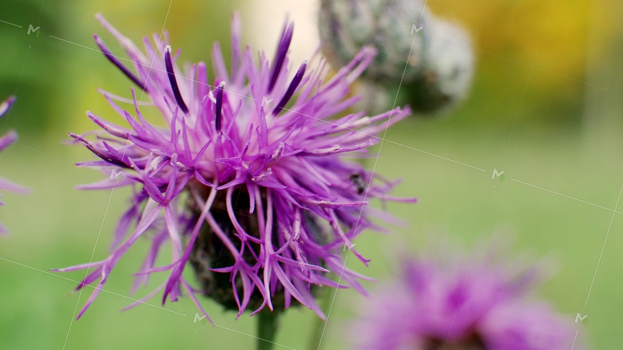 Violet Thistle Flower In Garden - YouTube