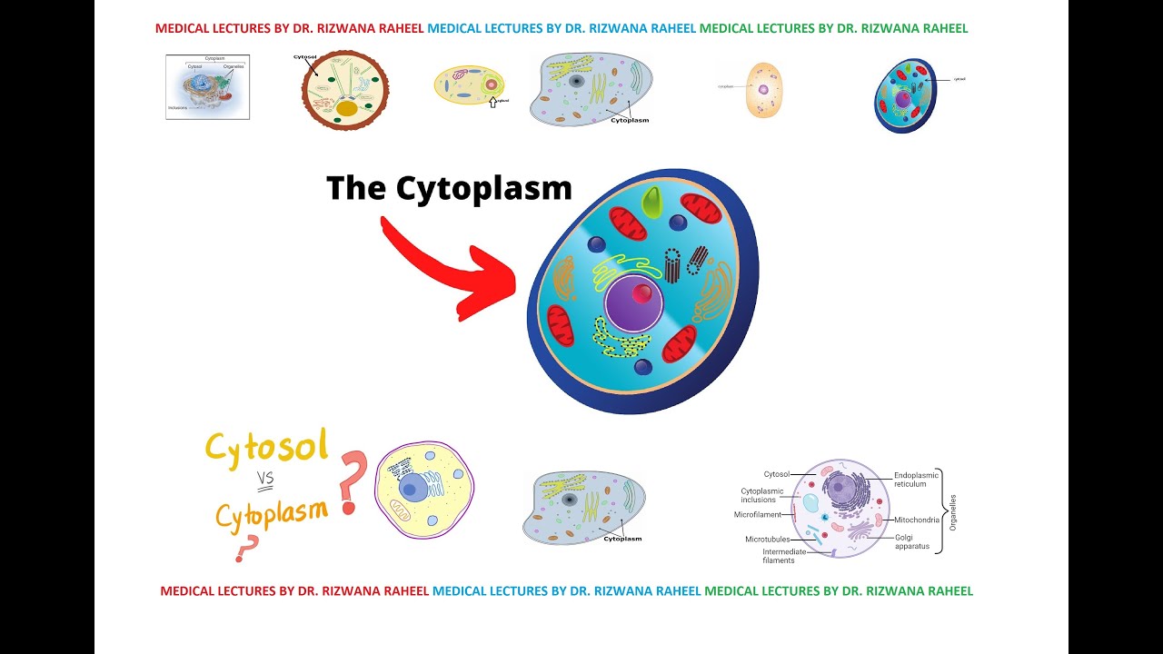 Cytoplasm | Cytosol | Protoplasm | Cytoplasmic Inclusions | Lipofuscin ...