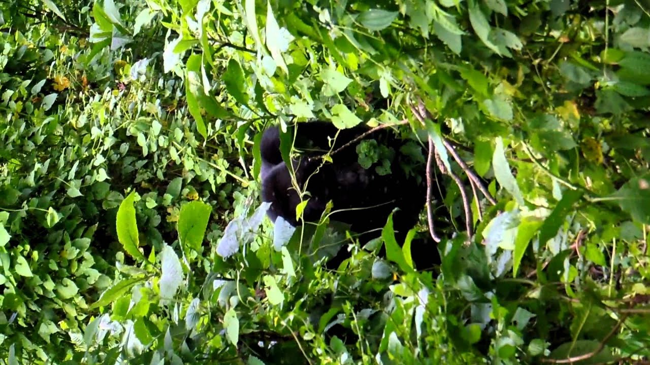 Edirisa UK - Gorilla Charge - YouTube