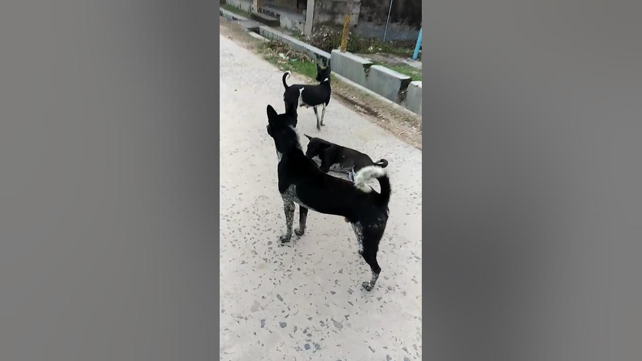 Ma ma Baker Episode #funnydog #trending #viralshorts - YouTube