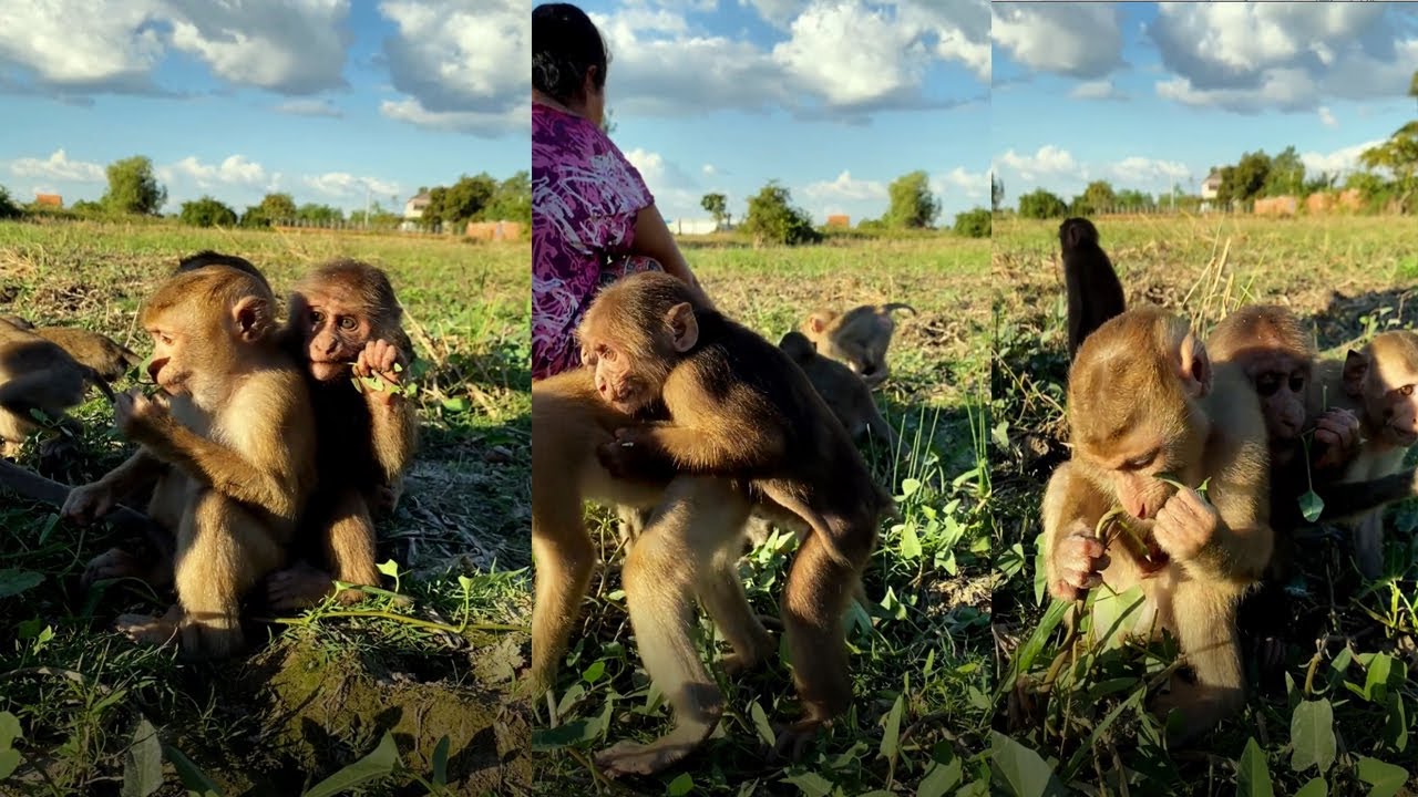 Relaxing at farm with villager | #monkey #dogs #relaxing - YouTube