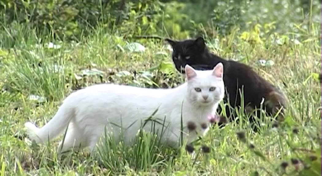 beatbox cat - YouTube