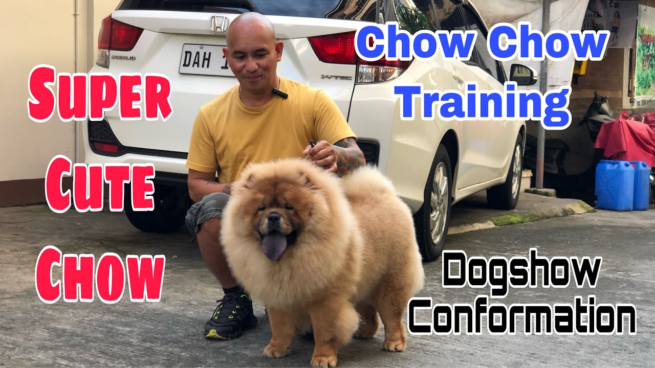 Paano ba magtraining ng Chow chow | training for dogshow conformation ...