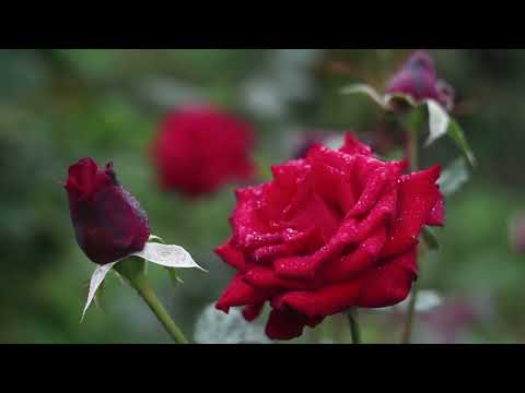 Demedim mi  | Enstrumantal Sufi Music | Safa-yı Aşk_6  Enstrumantal Turkish Music