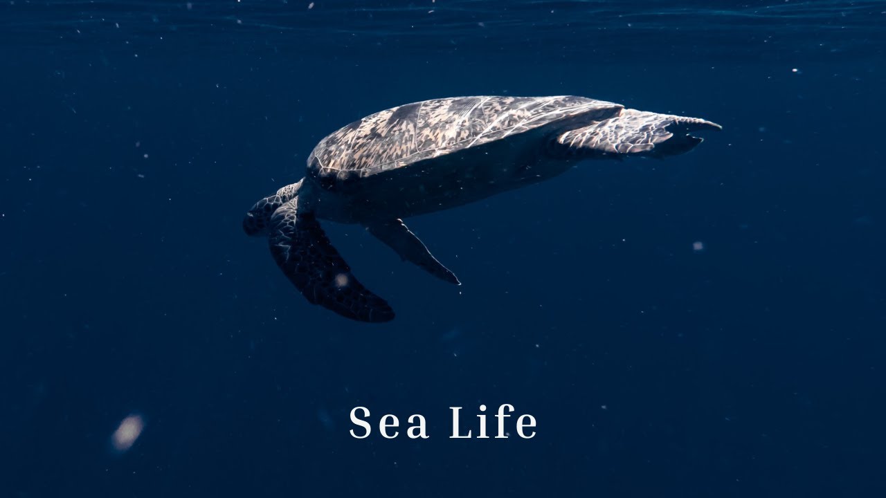 "Sea life" | BBC Ocean Documentary Style | Rescore - YouTube