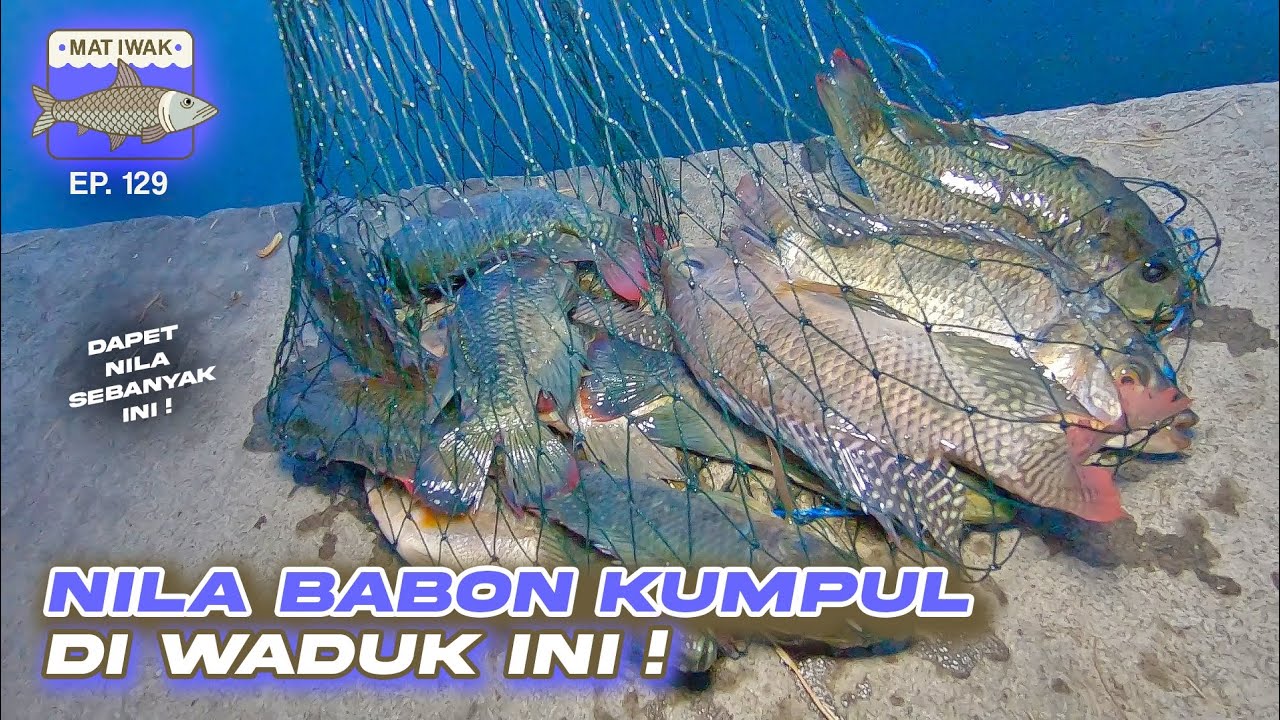 LAGI MUSIM IKAN NILA BABON DI WADUK INI! | #MATIWAK ep.129 - YouTube