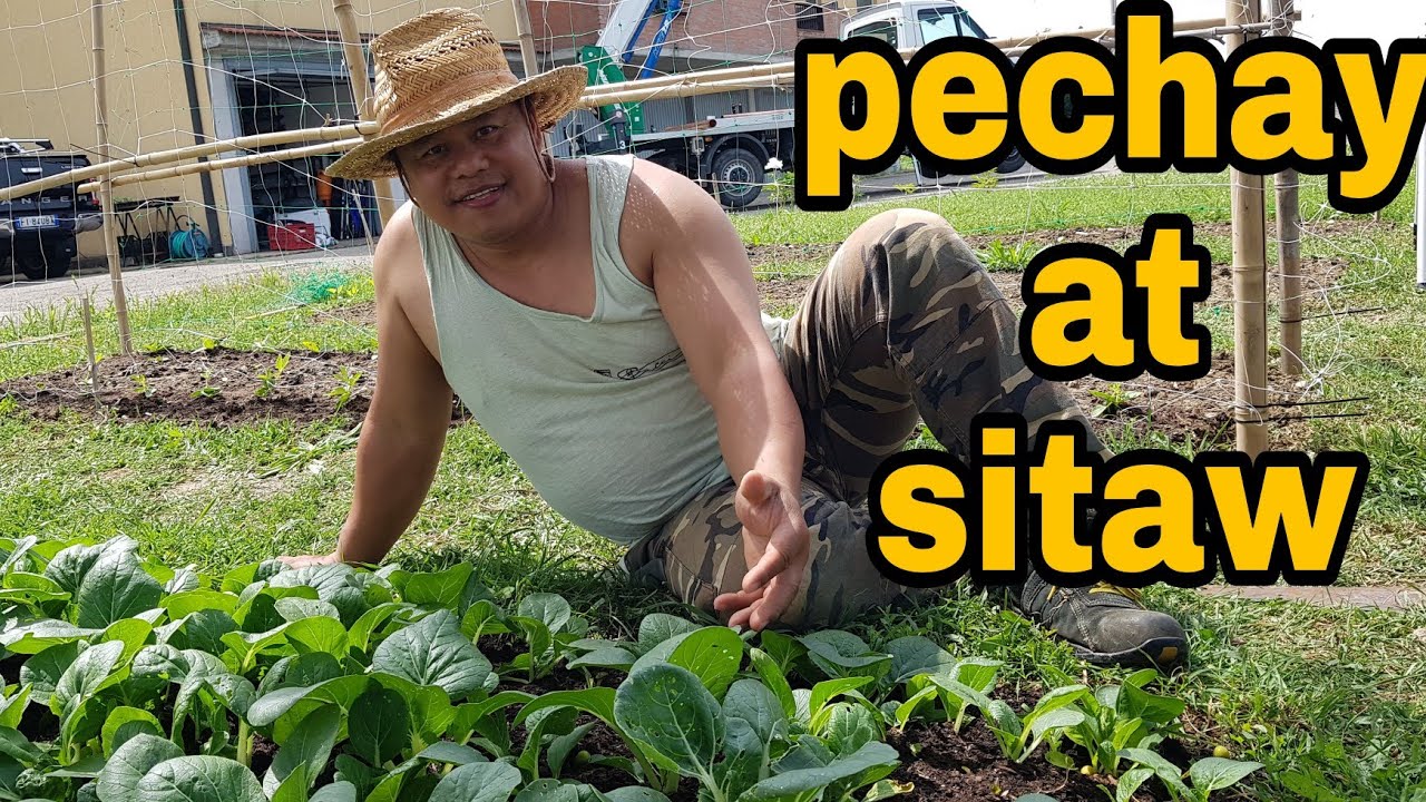 Transplanting pechay ,sitaw at zucchini!!! - YouTube