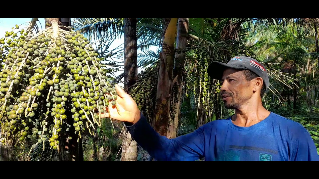 colheita de açai branco na fazenda juçara no maranhão - YouTube