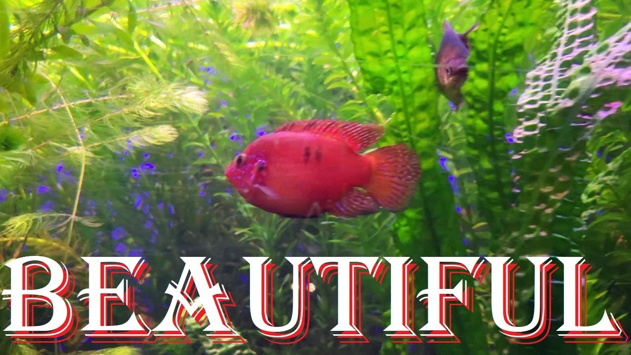 Aquarium with Beautiful Red Fish. - YouTube