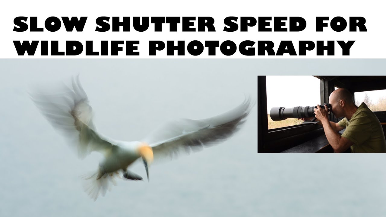 CREATIVE SHUTTER SPEEDS FOR WILDLIFE PHOTOGRAPHY - YouTube