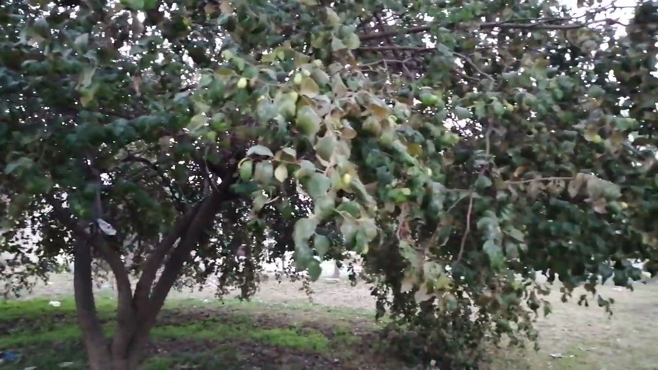 Pakistani Seo Bair Plant | jujube Plant | Must see | Full loaded - YouTube