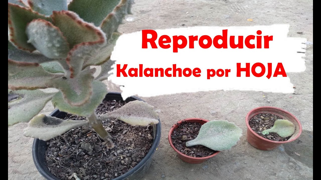 Como REPRODUCIR KALANCHOE BEHARENSIS - YouTube