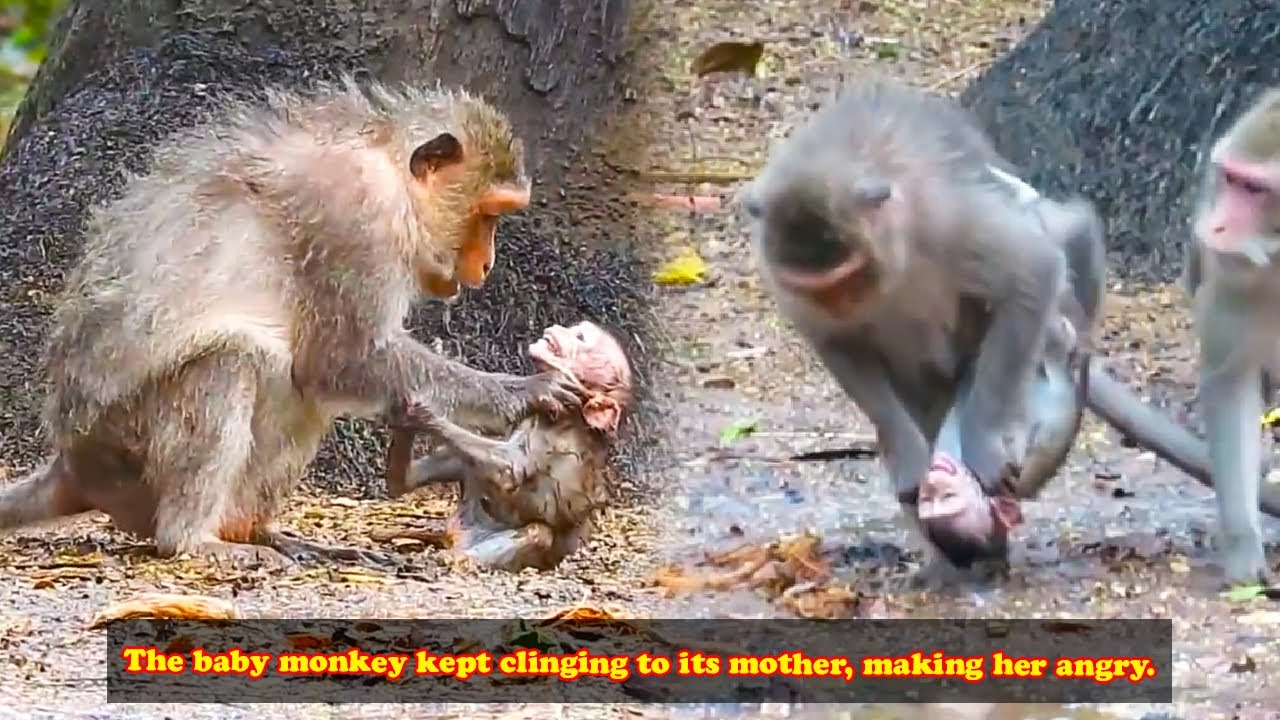 The mother monkey wanted to run away from her baby, the baby monkey ...