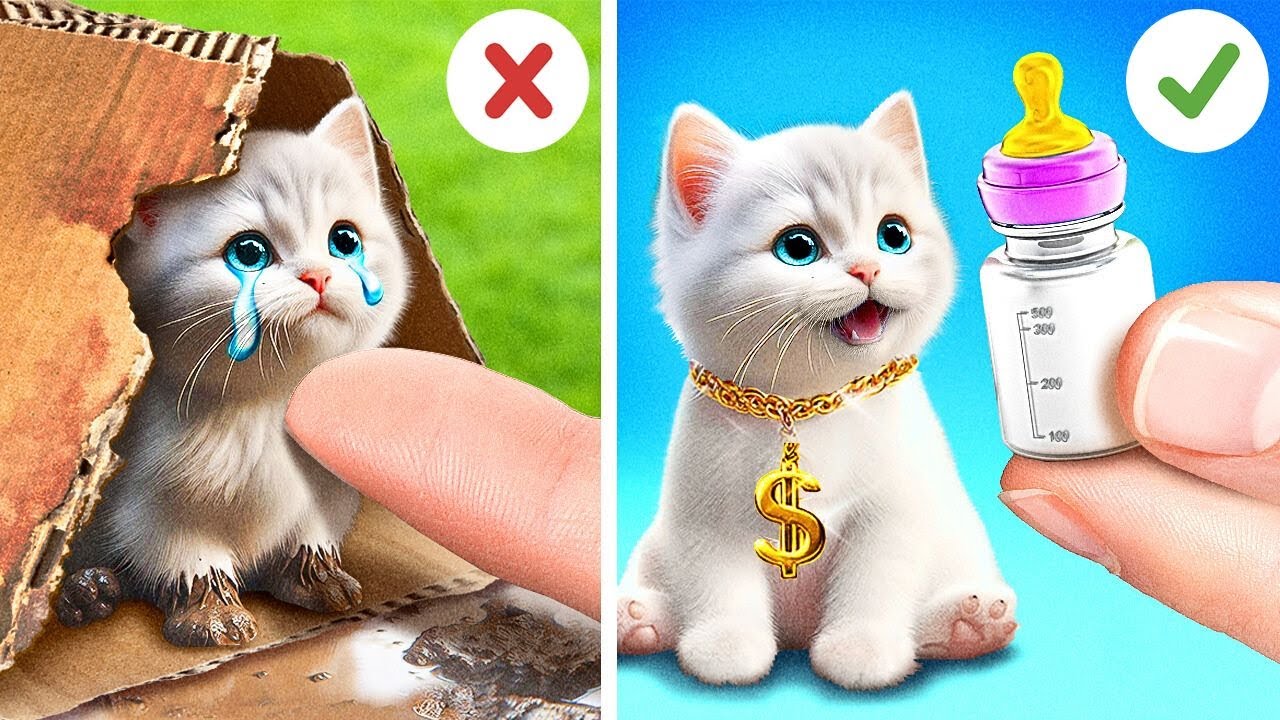 Não chore, gatinho fofo! 💖🐱 Resgate este pobre gato das ruas - YouTube