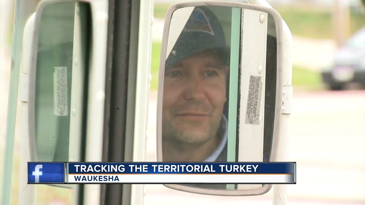 Mailman chased by turkey daily in Waukesha neighborhood - YouTube