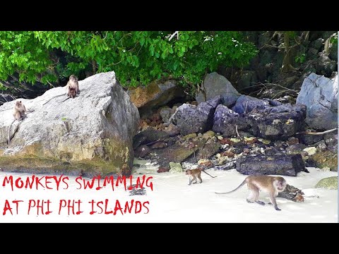 SWIMMING MONKEYS | Monkey Beach | Phi Phi Islands | Monkey Island ...