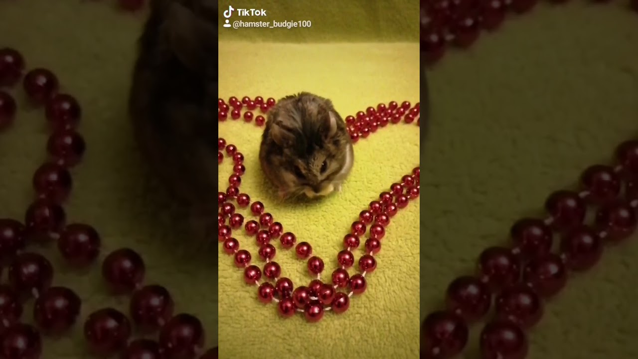 Hamster Zuma in Tik Tok. - YouTube