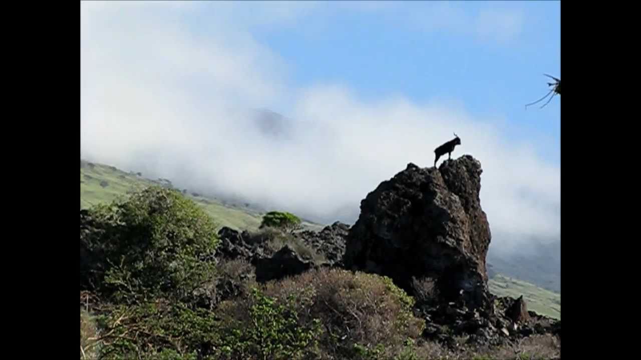 Maui's Feral Goats 2 - YouTube