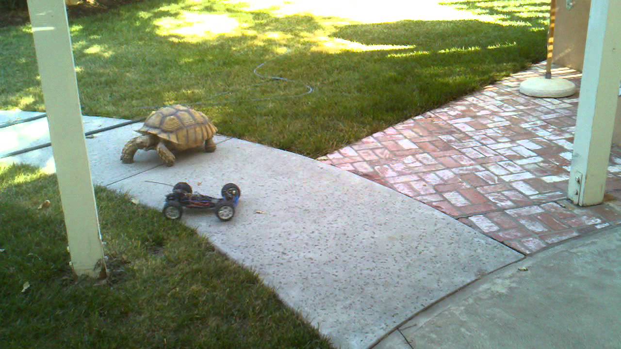 Turtle chases rc car - YouTube