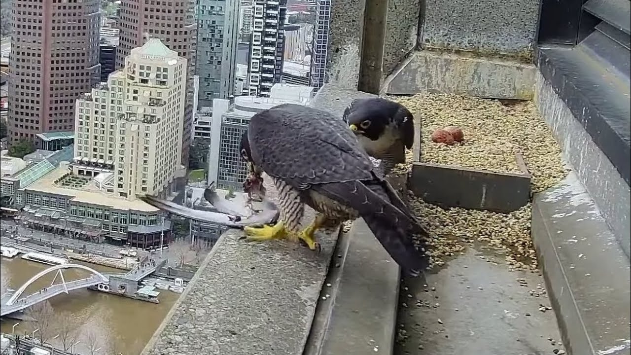 367 Collins Falcons | Dad arrive with prey, Mom go for eating | Aug 26 ...
