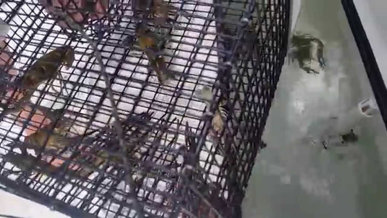 Sunday Morning Run - Crawdad Trapping on Table Rock Lake - YouTube