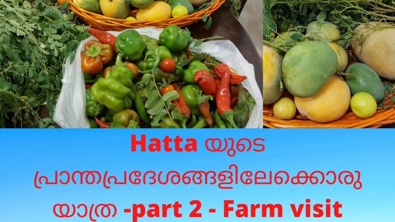 Hatta farm, UAE//Mango farm//Cattle farm in duabi//Feathers - YouTube