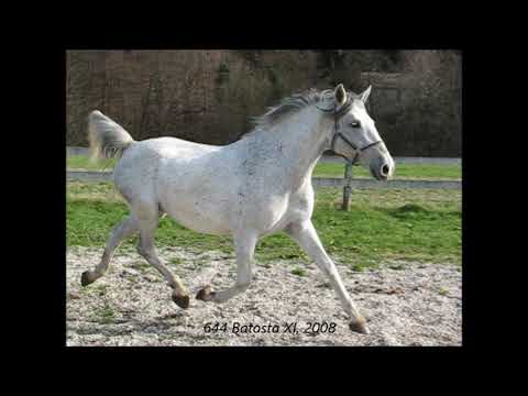 Batosta, broodmare ( 2008)
