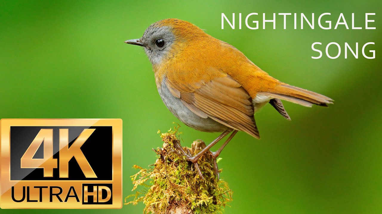 Real Nightingale Song - 4K Nature Video, Plain Tree, Relaxing Natural ...